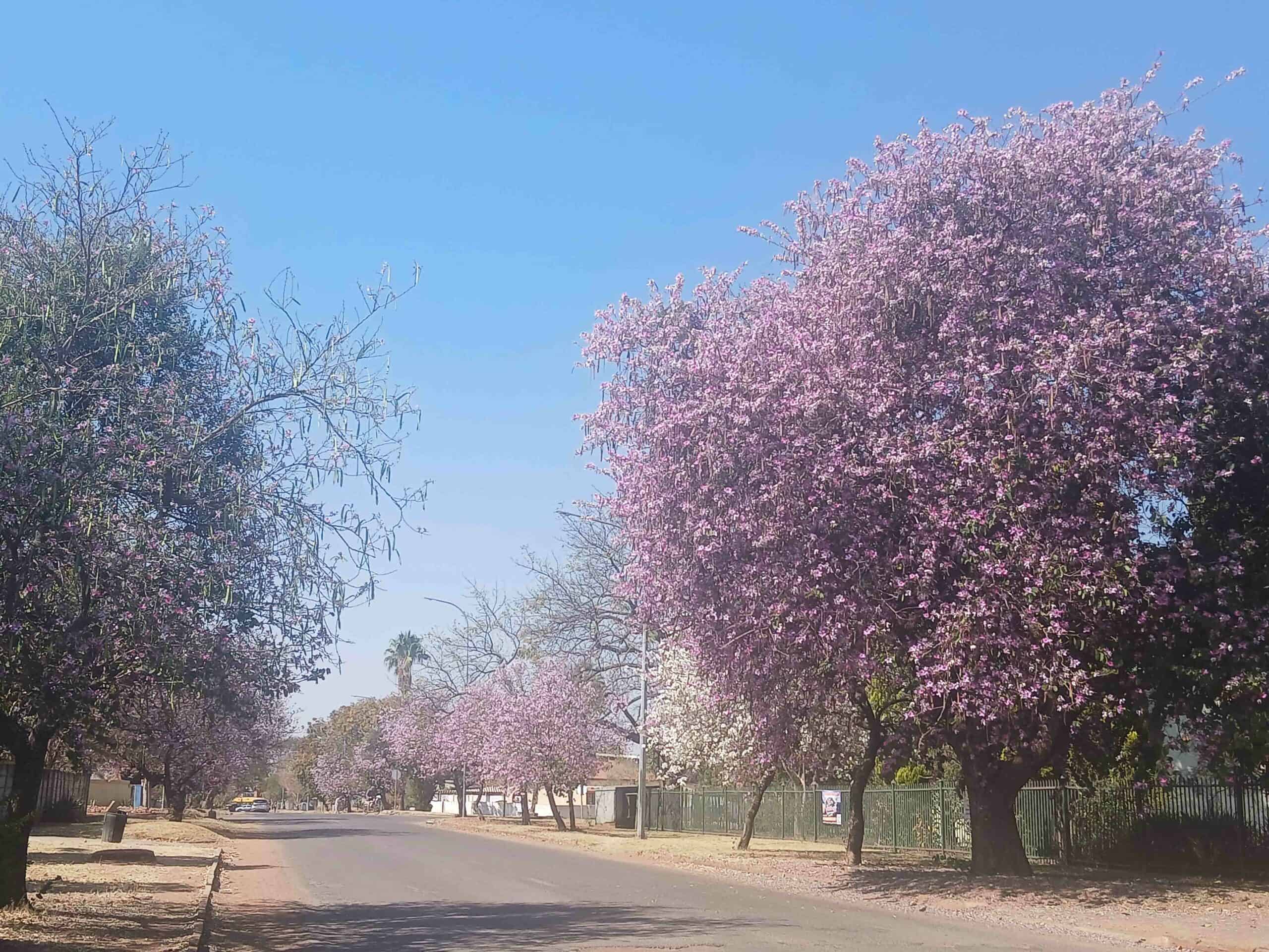 Al die veld is vrolik | Die Pos